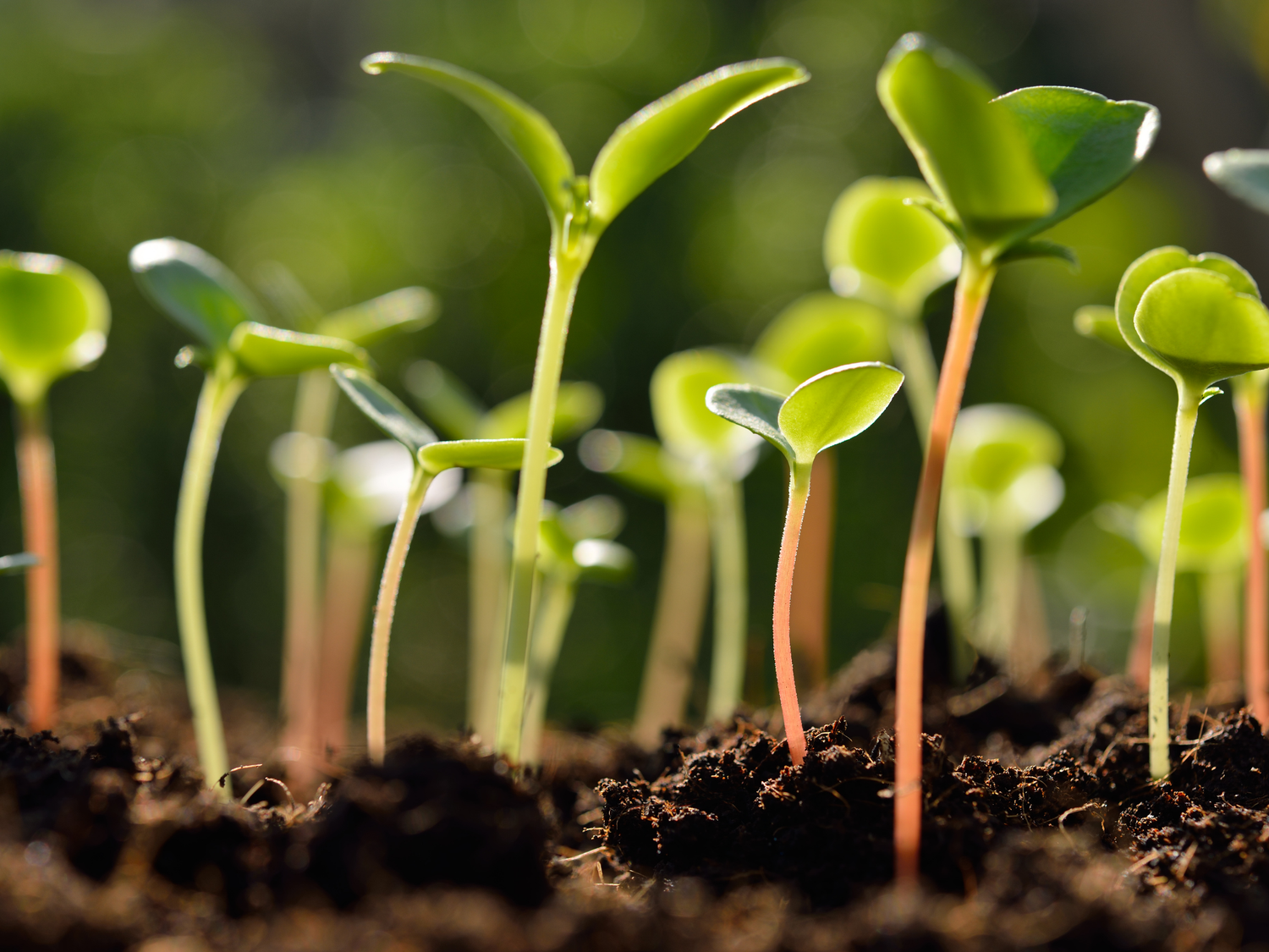 Services — Three Sprouts Holistic