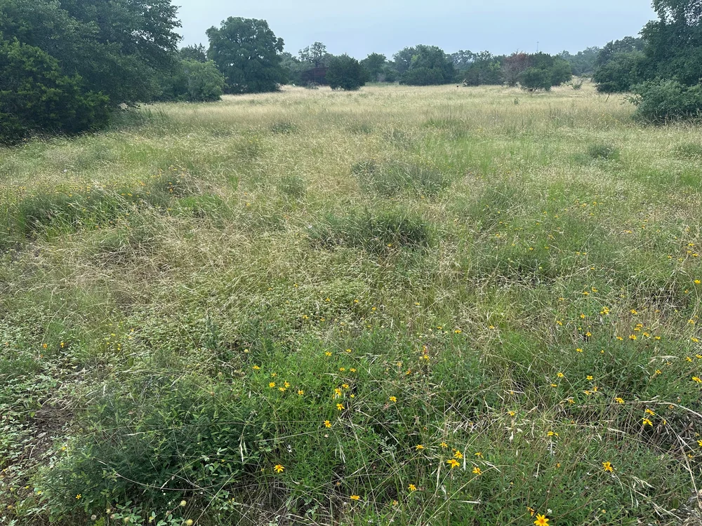 Appreciating Native Grasslands — Beautiful Hays County