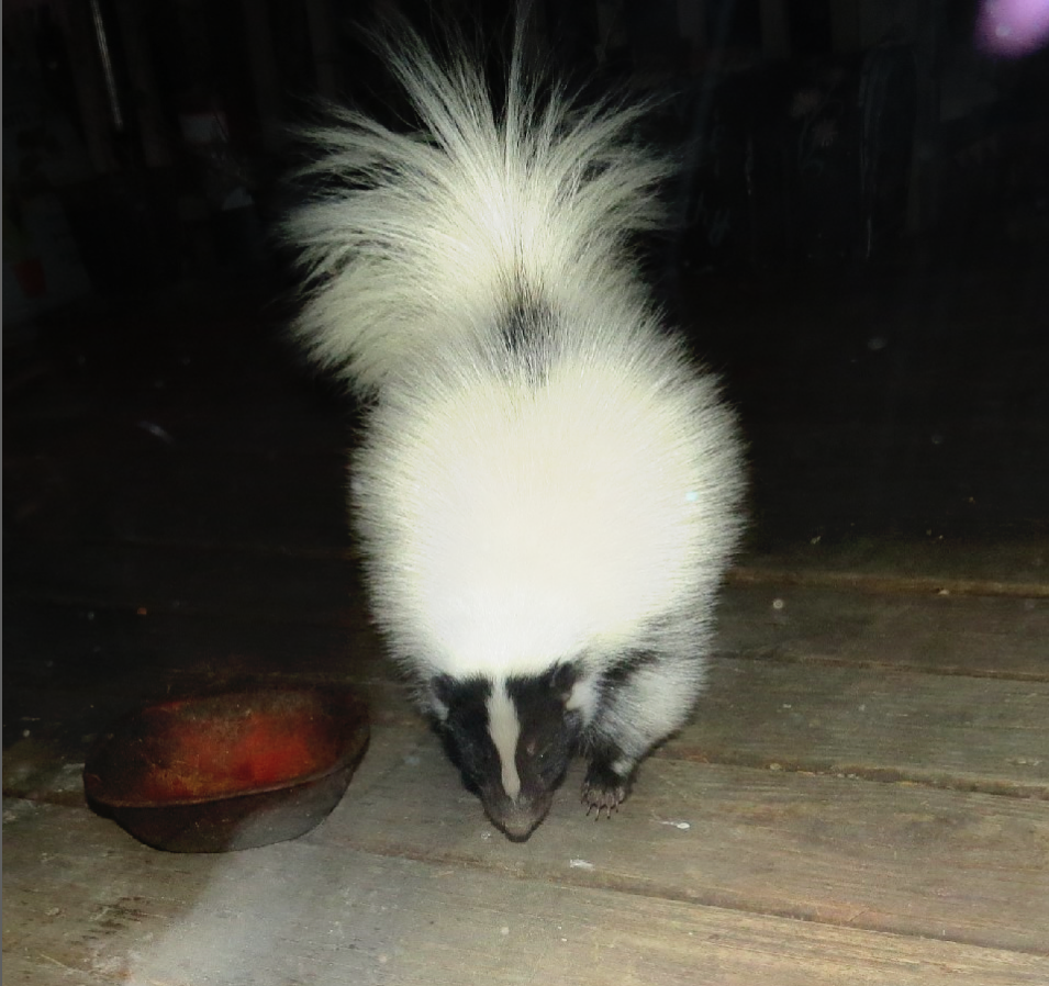 Things You May Not Know About Skunks — Beautiful Hays County