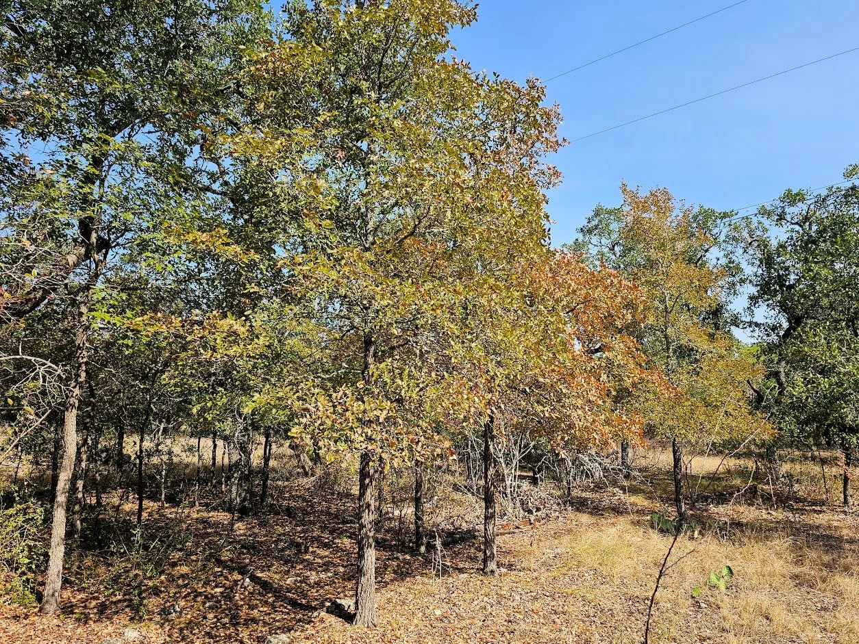 A Perspective on Our Drought — Beautiful Hays County