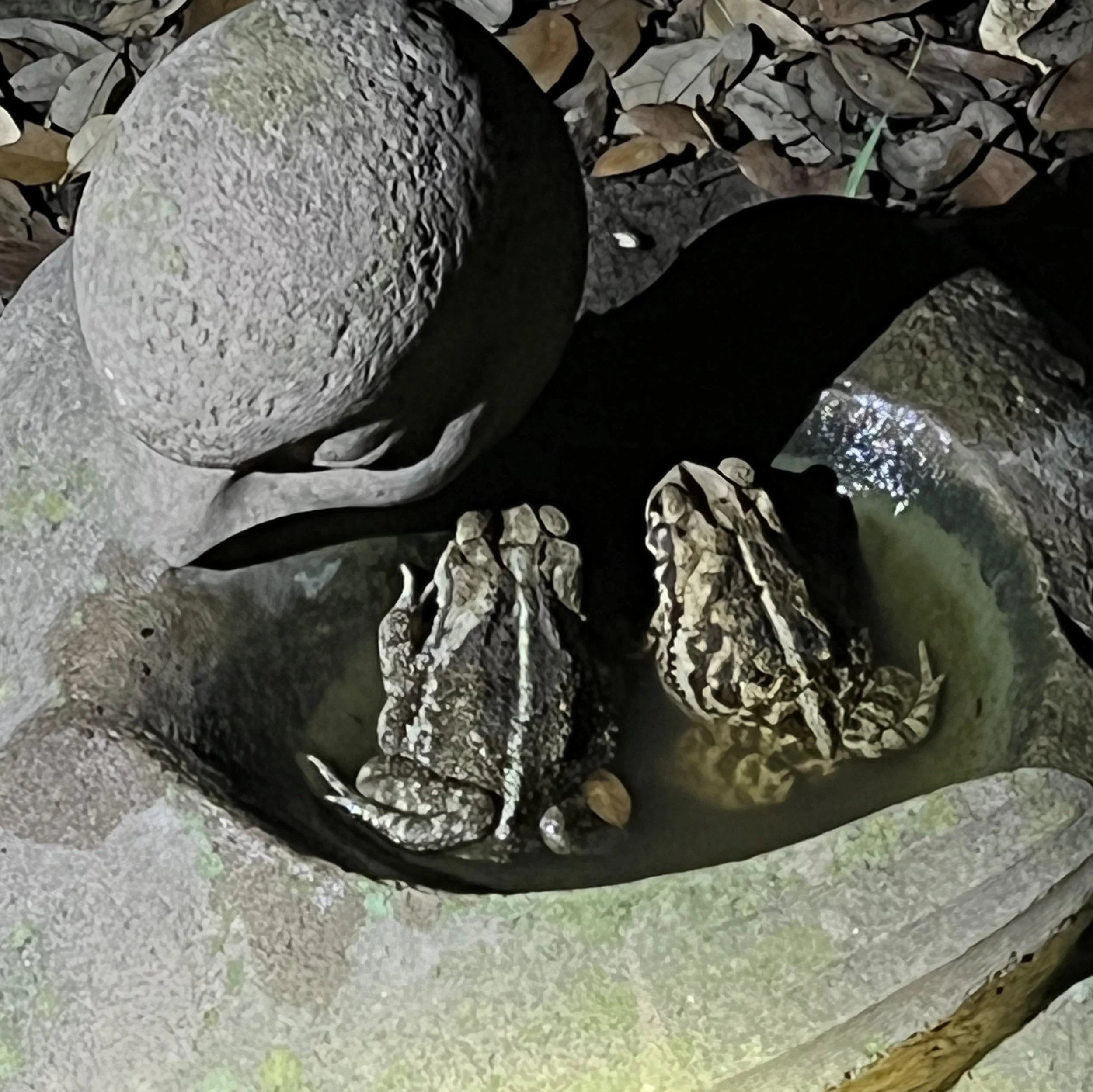 Totally Toads — Beautiful Hays County