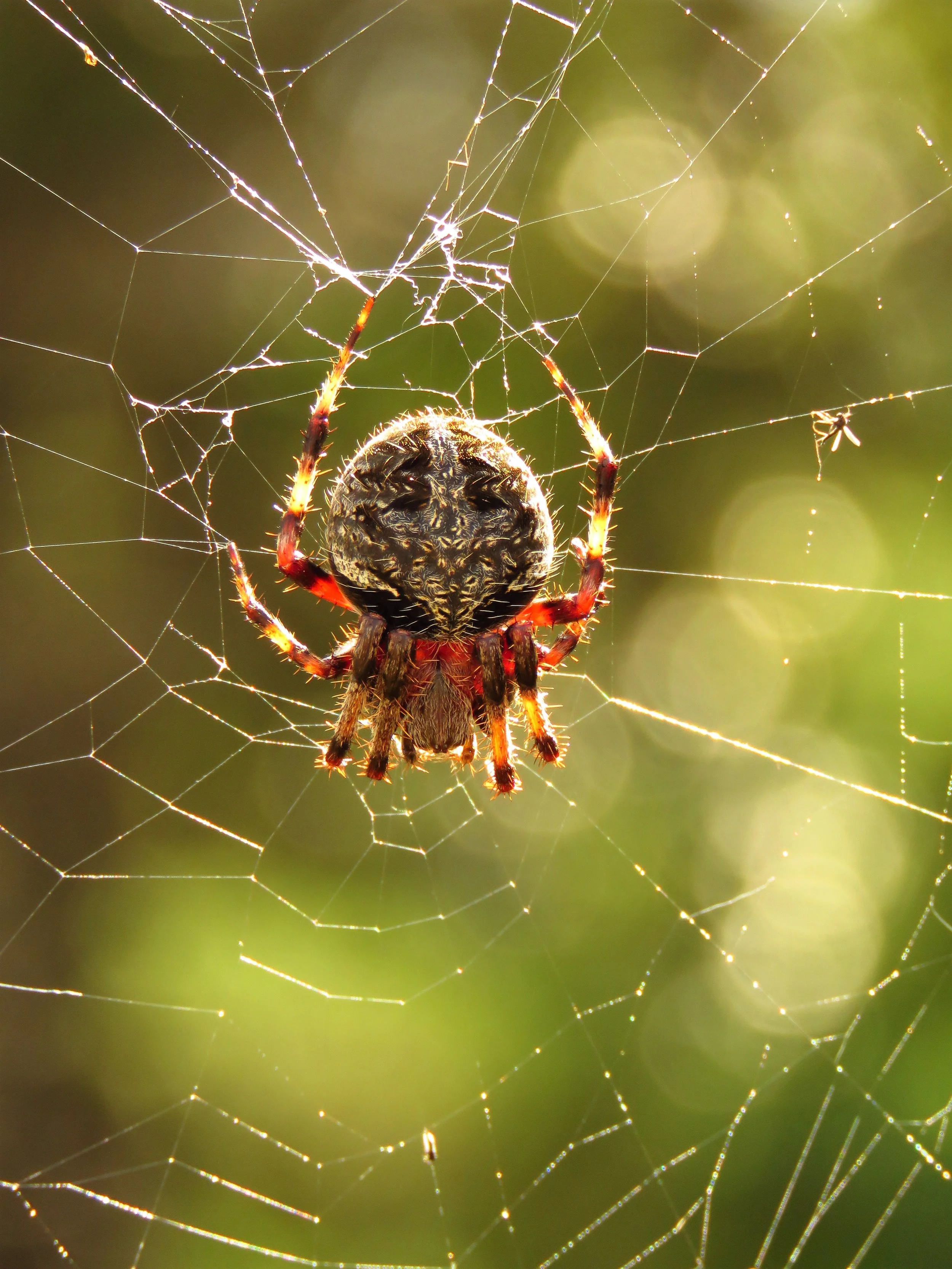 Arachnophobia — Beautiful Hays County