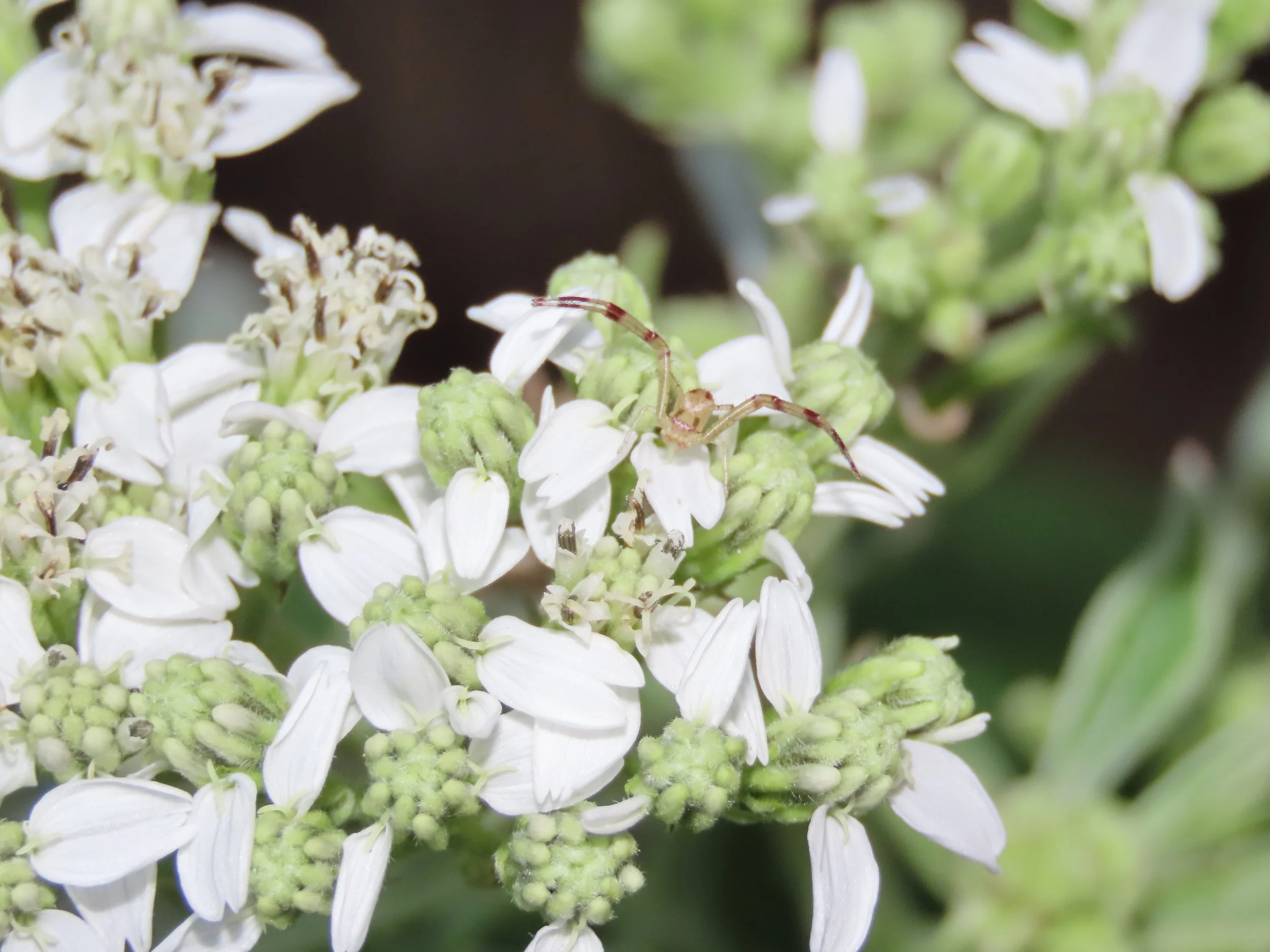 Arachnophobia — Beautiful Hays County