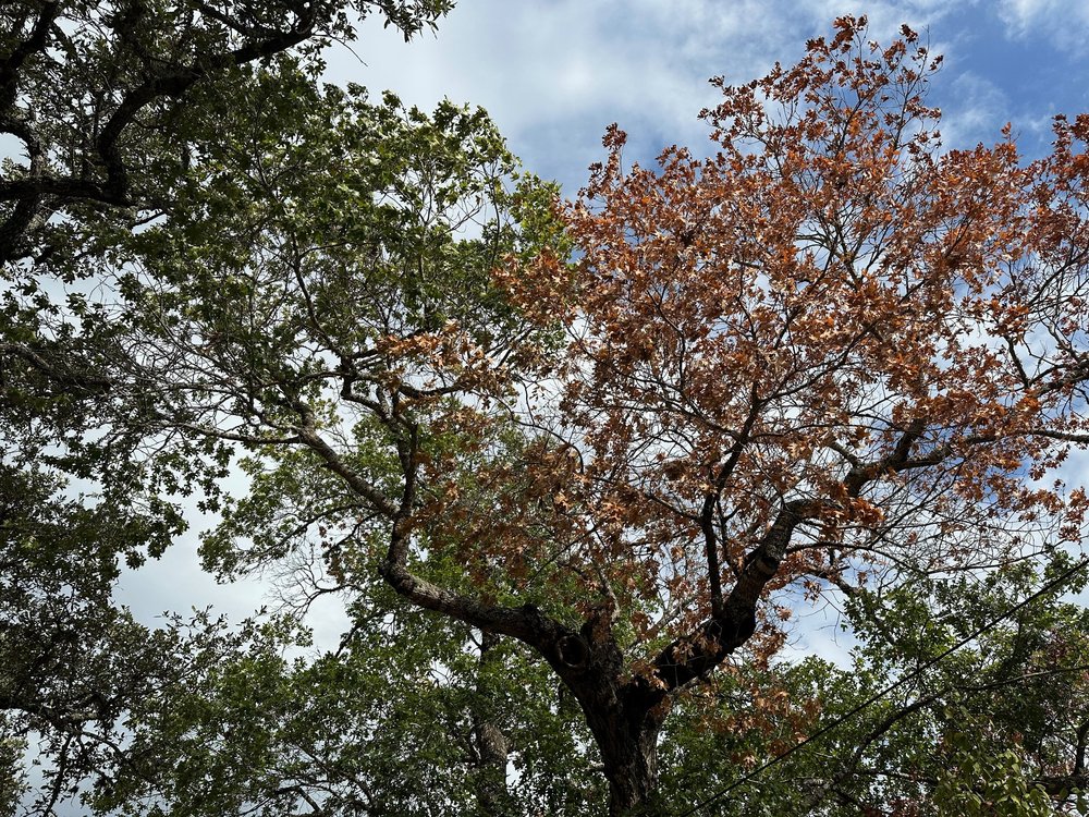 Hays Humm — Beautiful Hays County