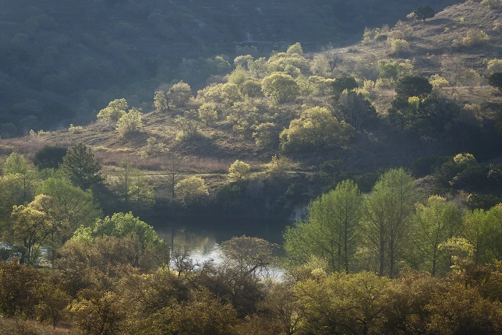 Hays Humm — Beautiful Hays County