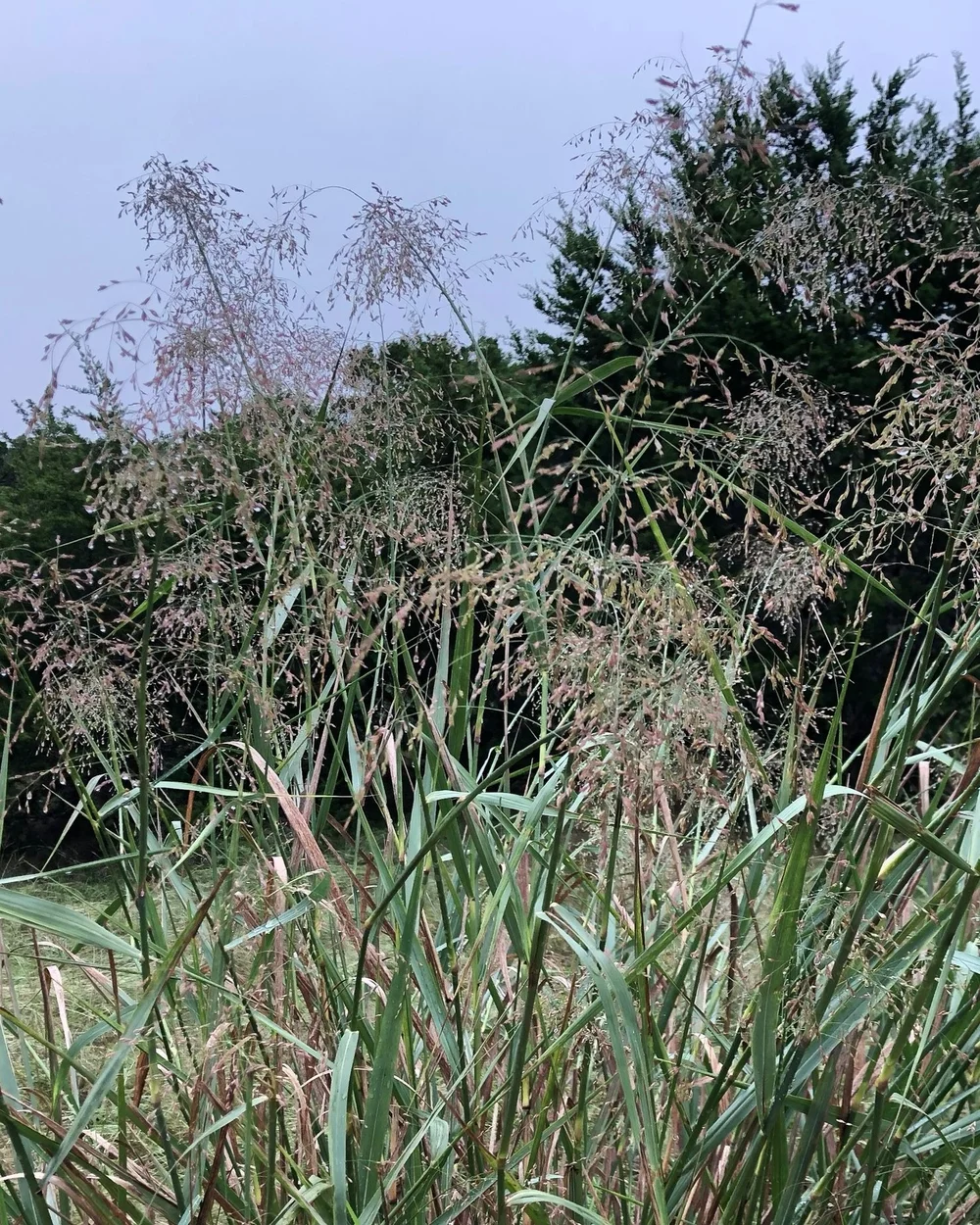 Appreciating Native Grasslands — Beautiful Hays County