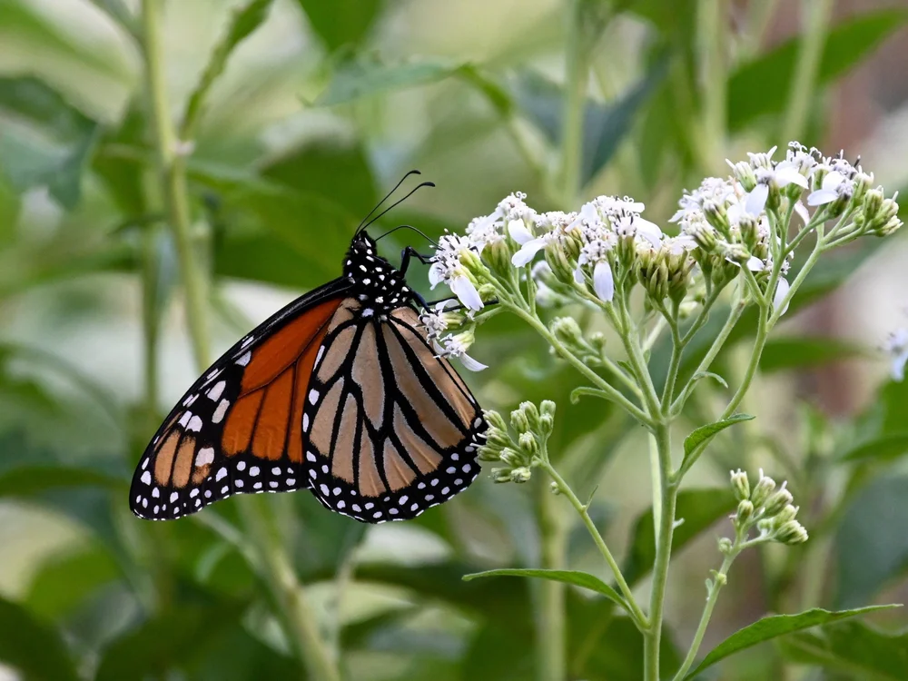 Native, Invasive, Weed, or What? — Beautiful Hays County