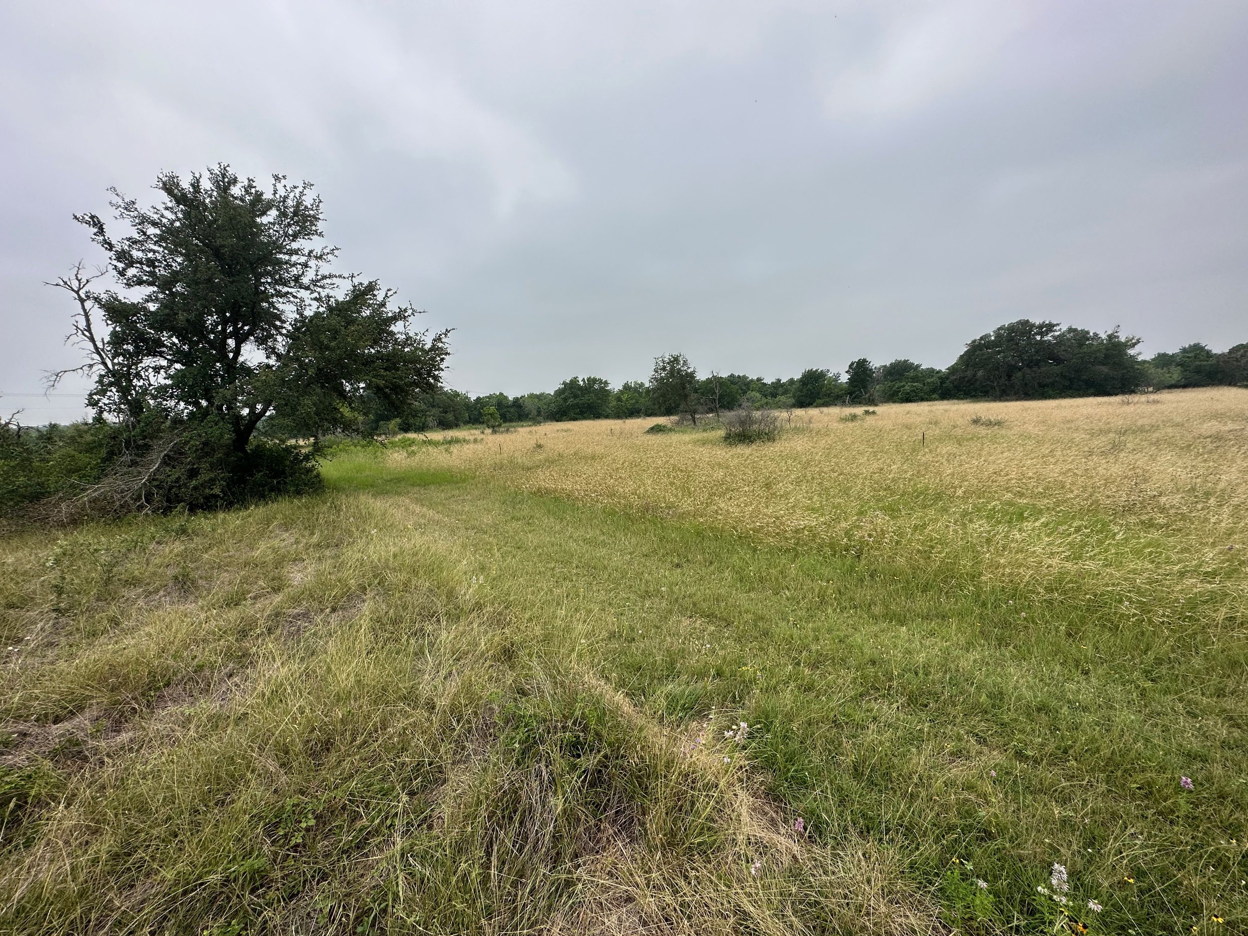 Appreciating Native Grasslands — Beautiful Hays County