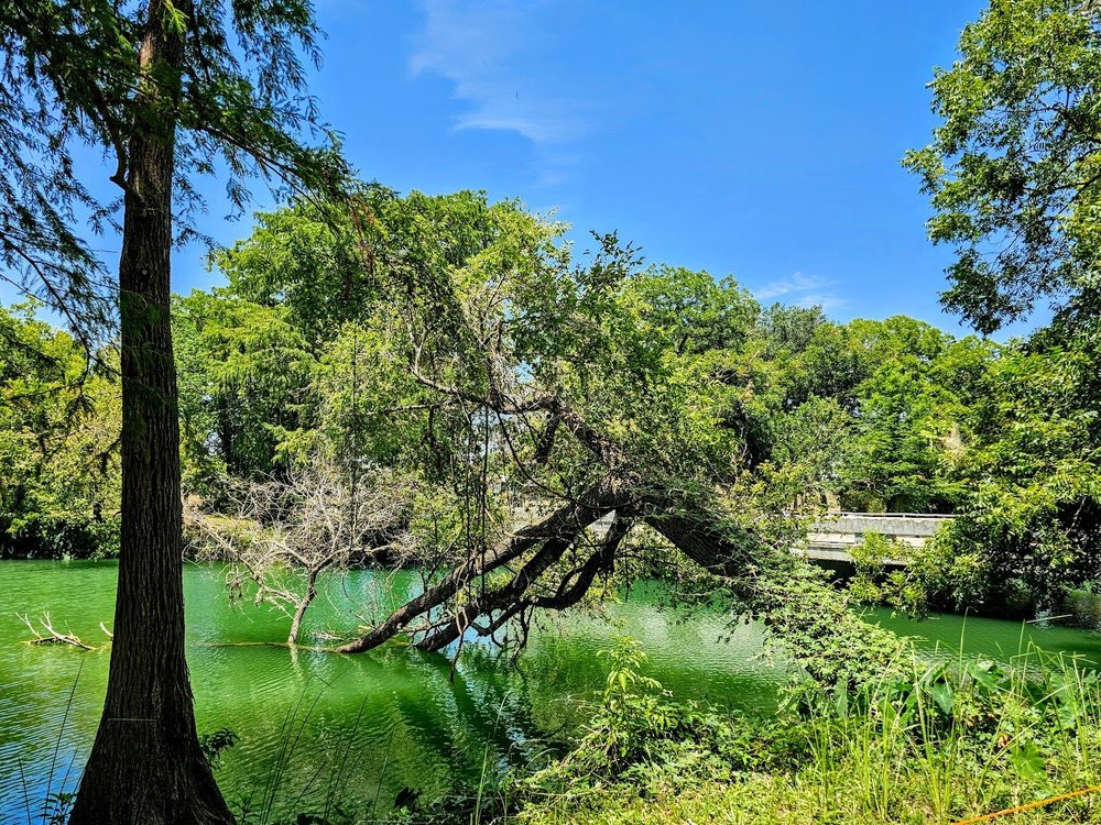 The Bois d’Arc Tree — Beautiful Hays County