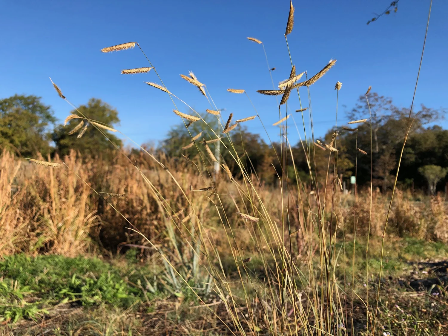 Appreciating Native Grasslands — Beautiful Hays County