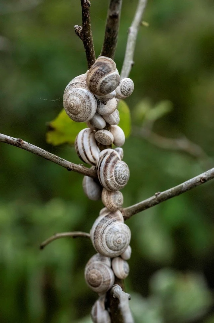 What about Snails? — Beautiful Hays County