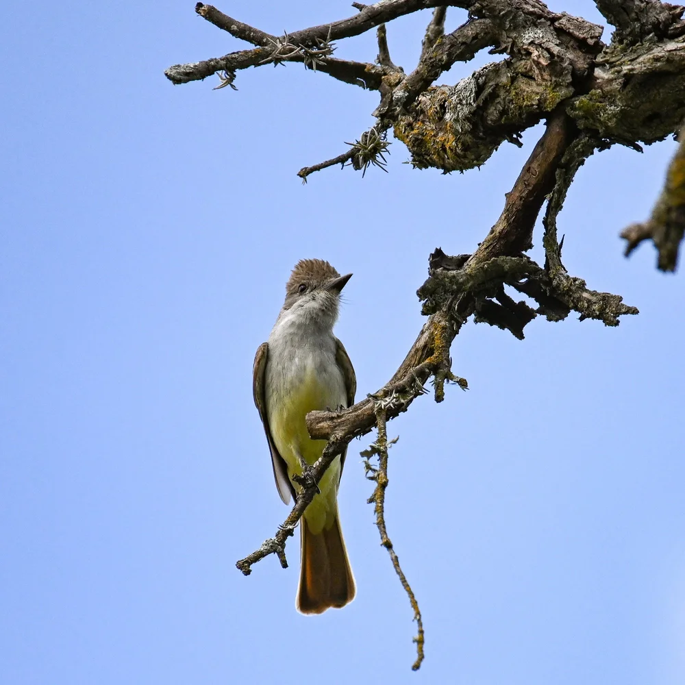 For the Love of Nesting Birds — Beautiful Hays County