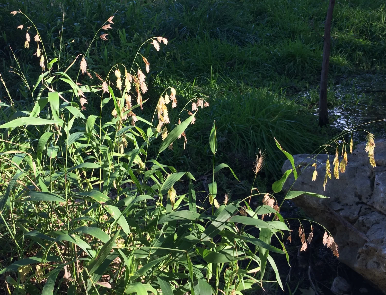 Appreciating Native Grasslands — Beautiful Hays County
