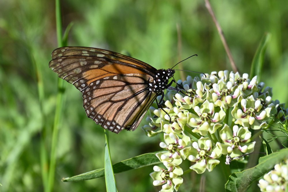 Native, Invasive, Weed, or What? — Beautiful Hays County