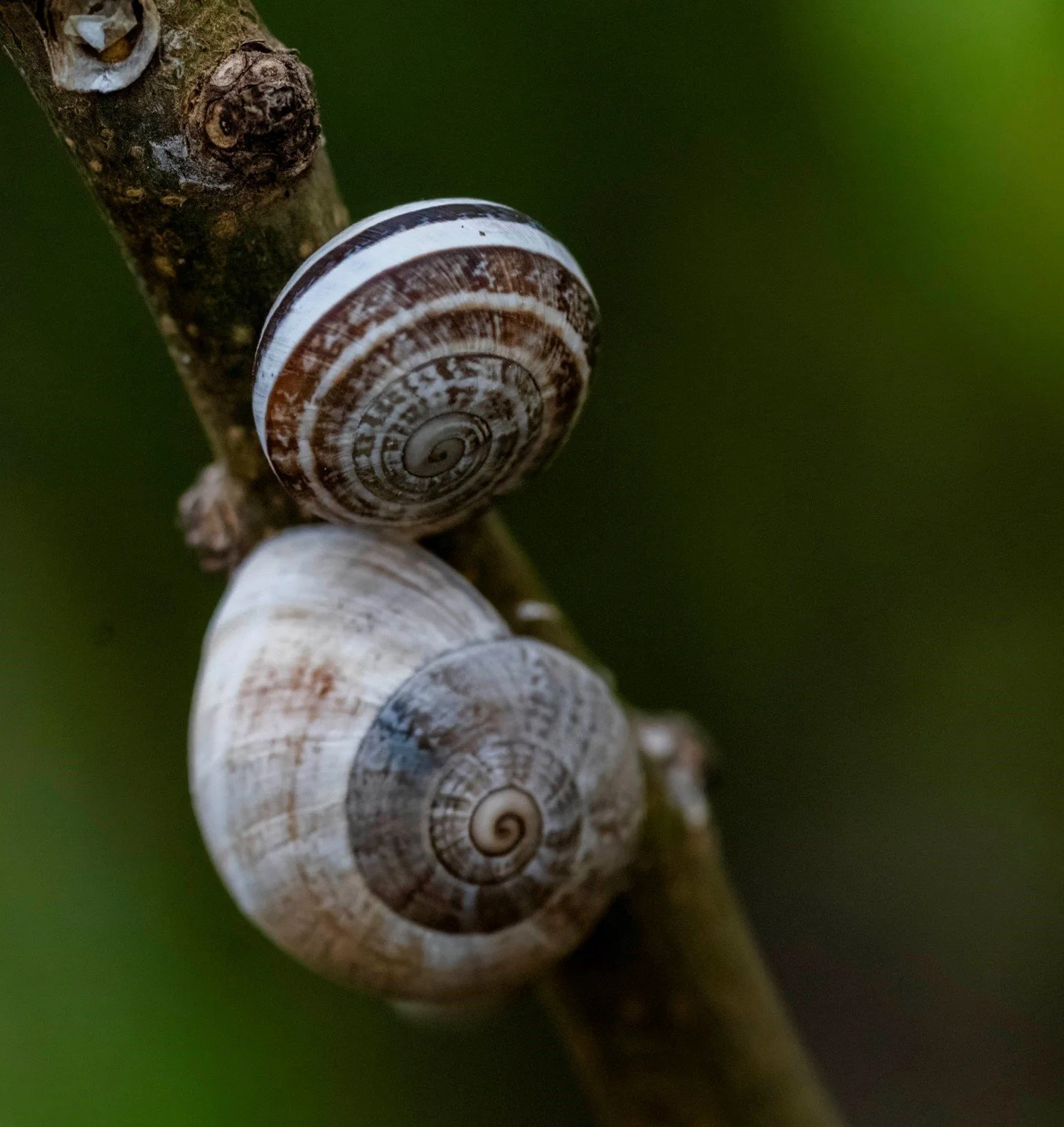 What about Snails? — Beautiful Hays County