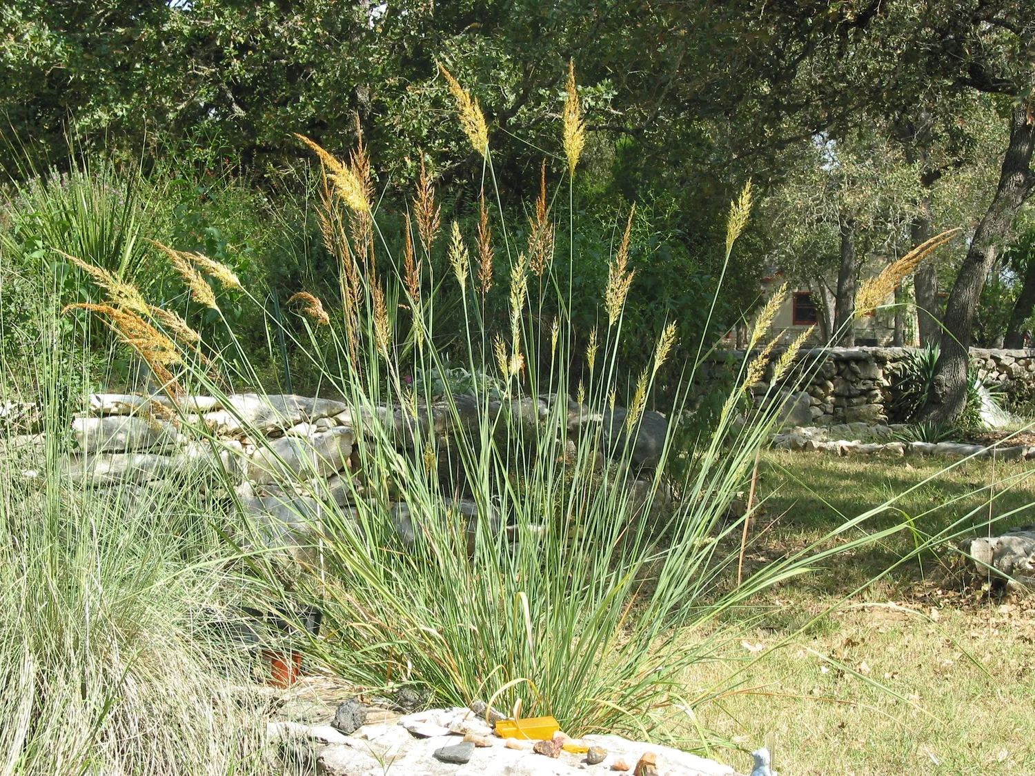 Grasses — Beautiful Hays County