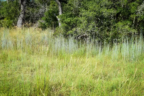 Honey Creek — Beautiful Hays County