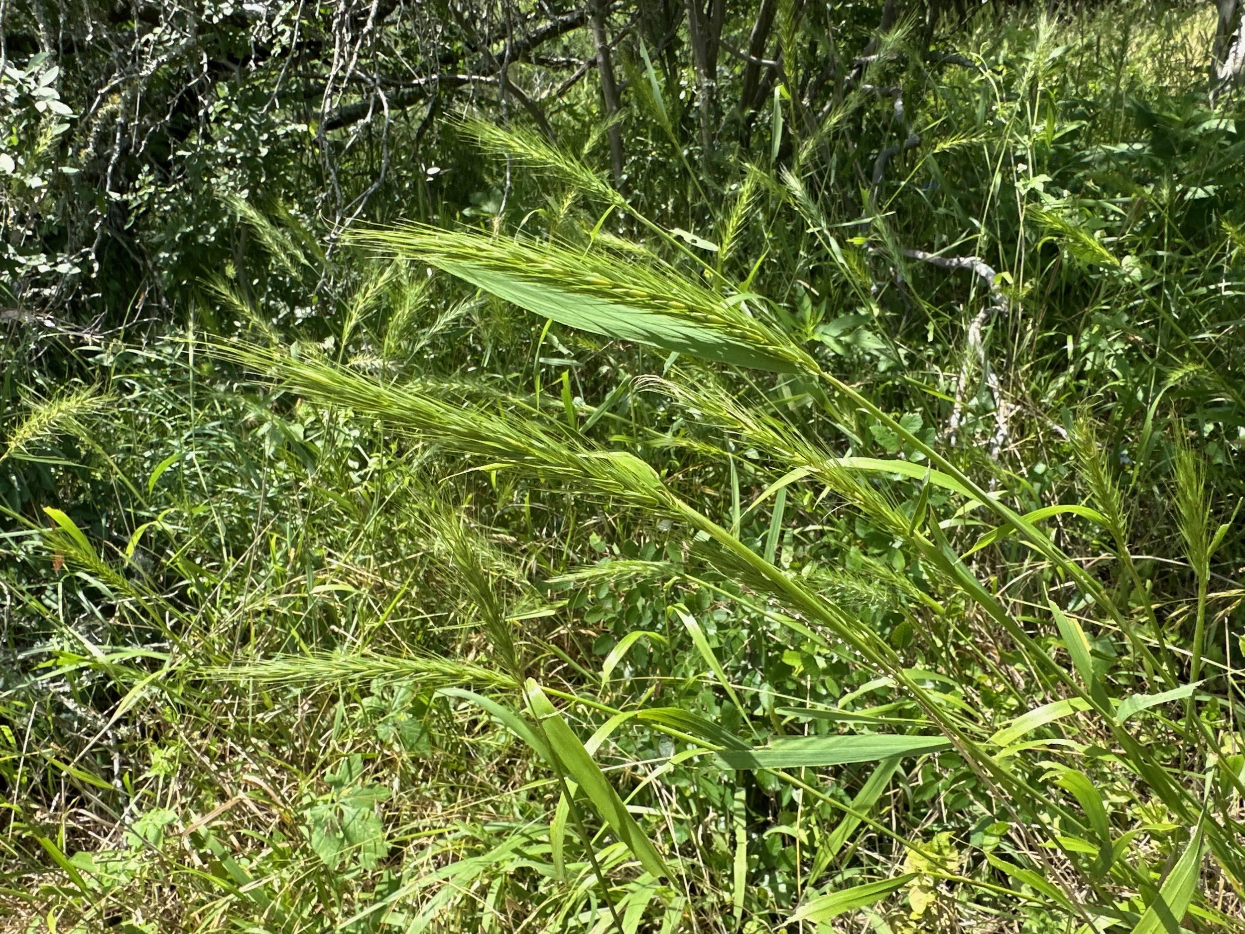 Appreciating Native Grasslands — Beautiful Hays County