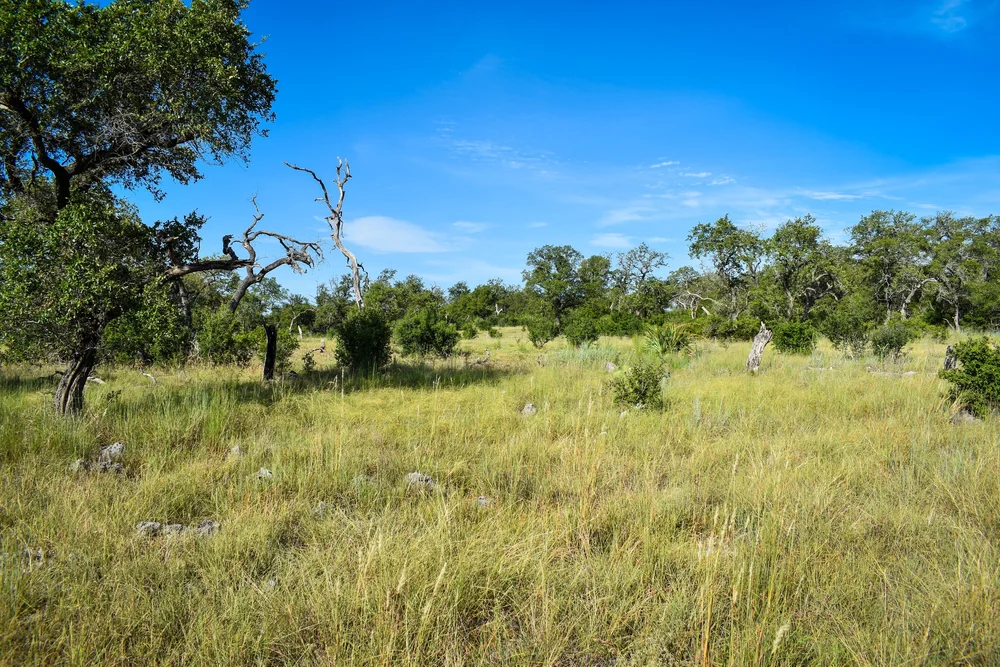 Honey Creek — Beautiful Hays County