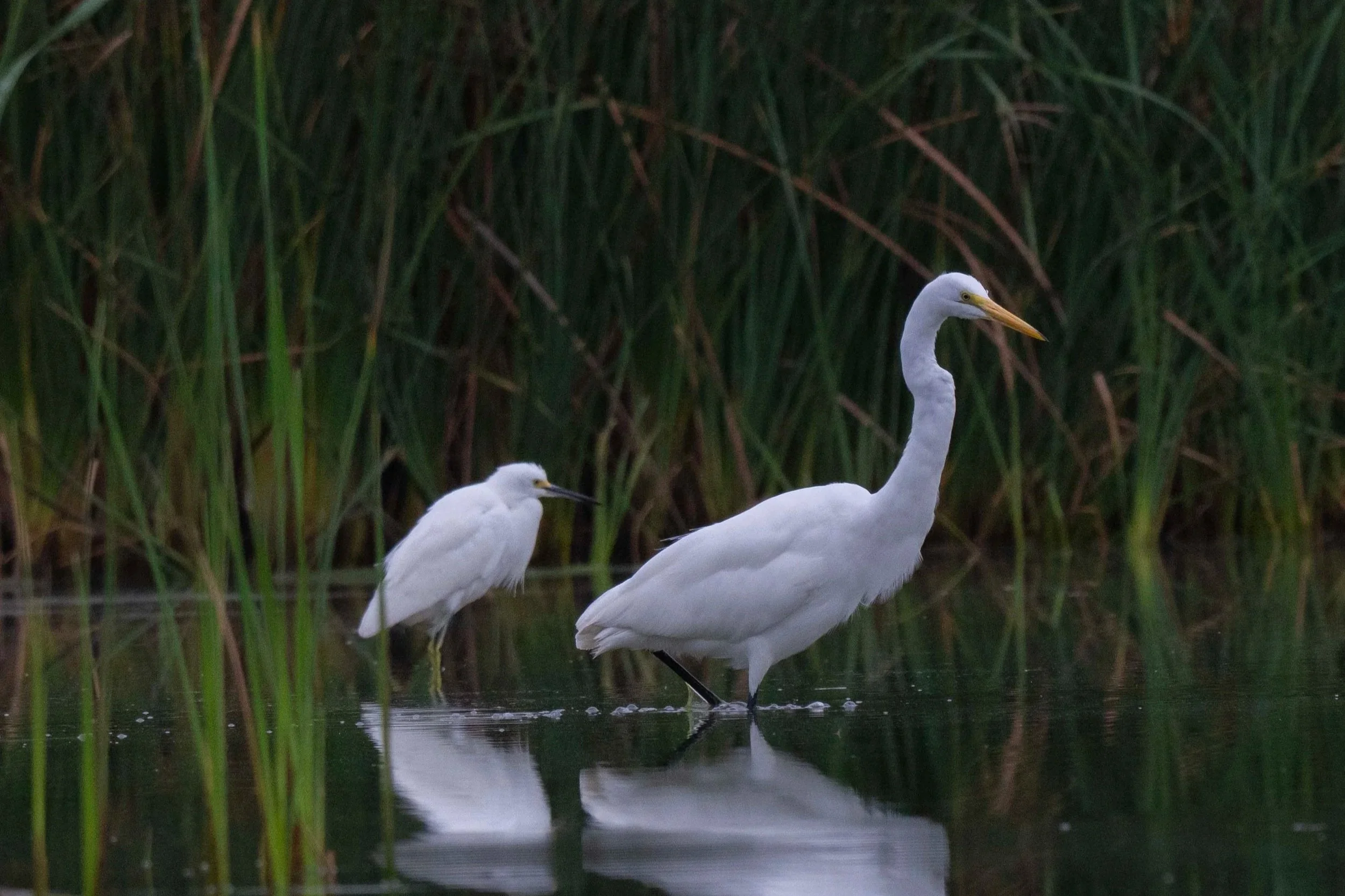A Tale of Two Egrets — Beautiful Hays County