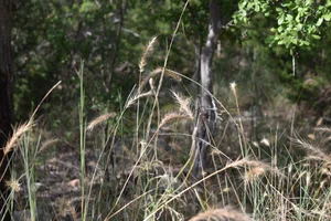 Honey Creek — Beautiful Hays County