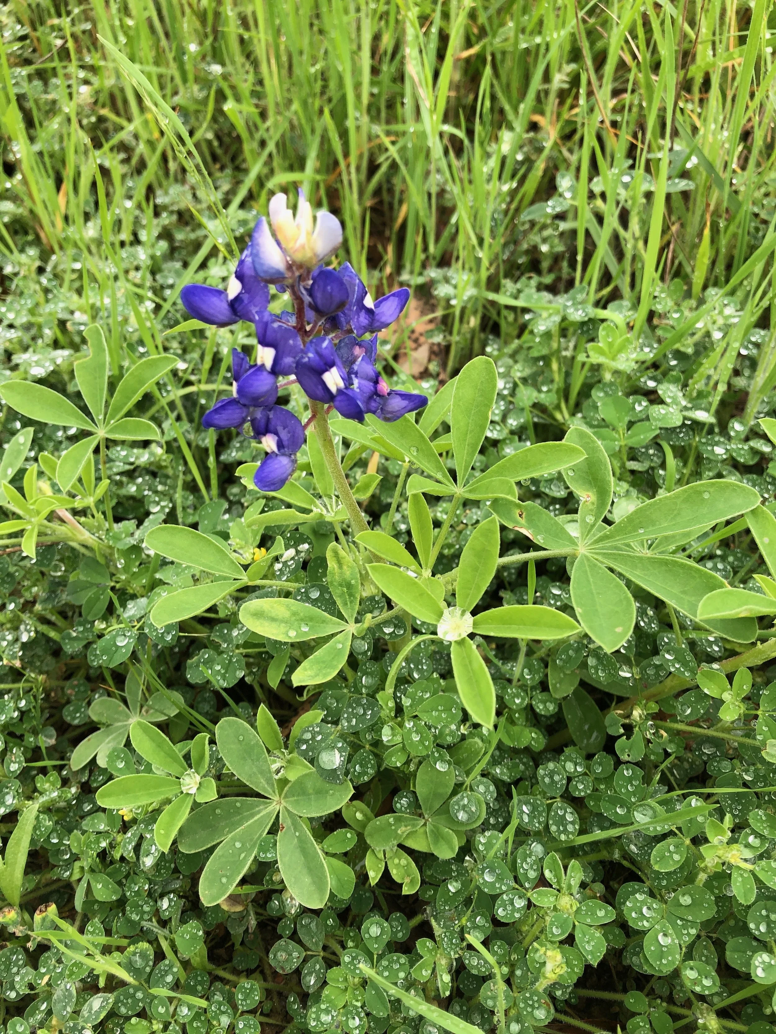 Native, Invasive, Weed, or What? — Beautiful Hays County