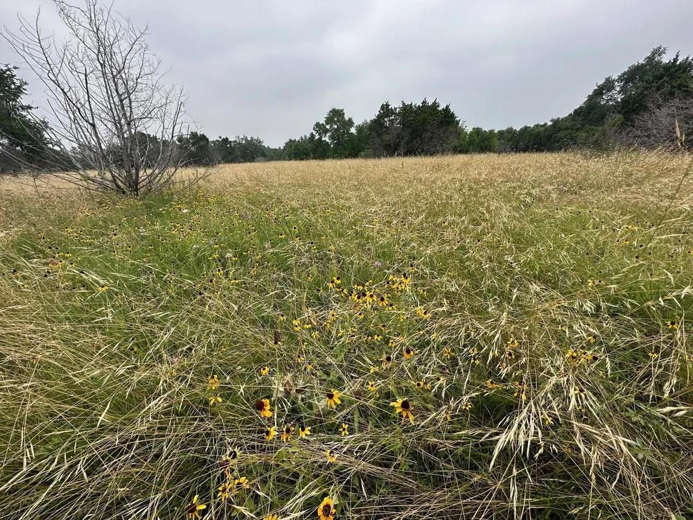 Appreciating Native Grasslands — Beautiful Hays County