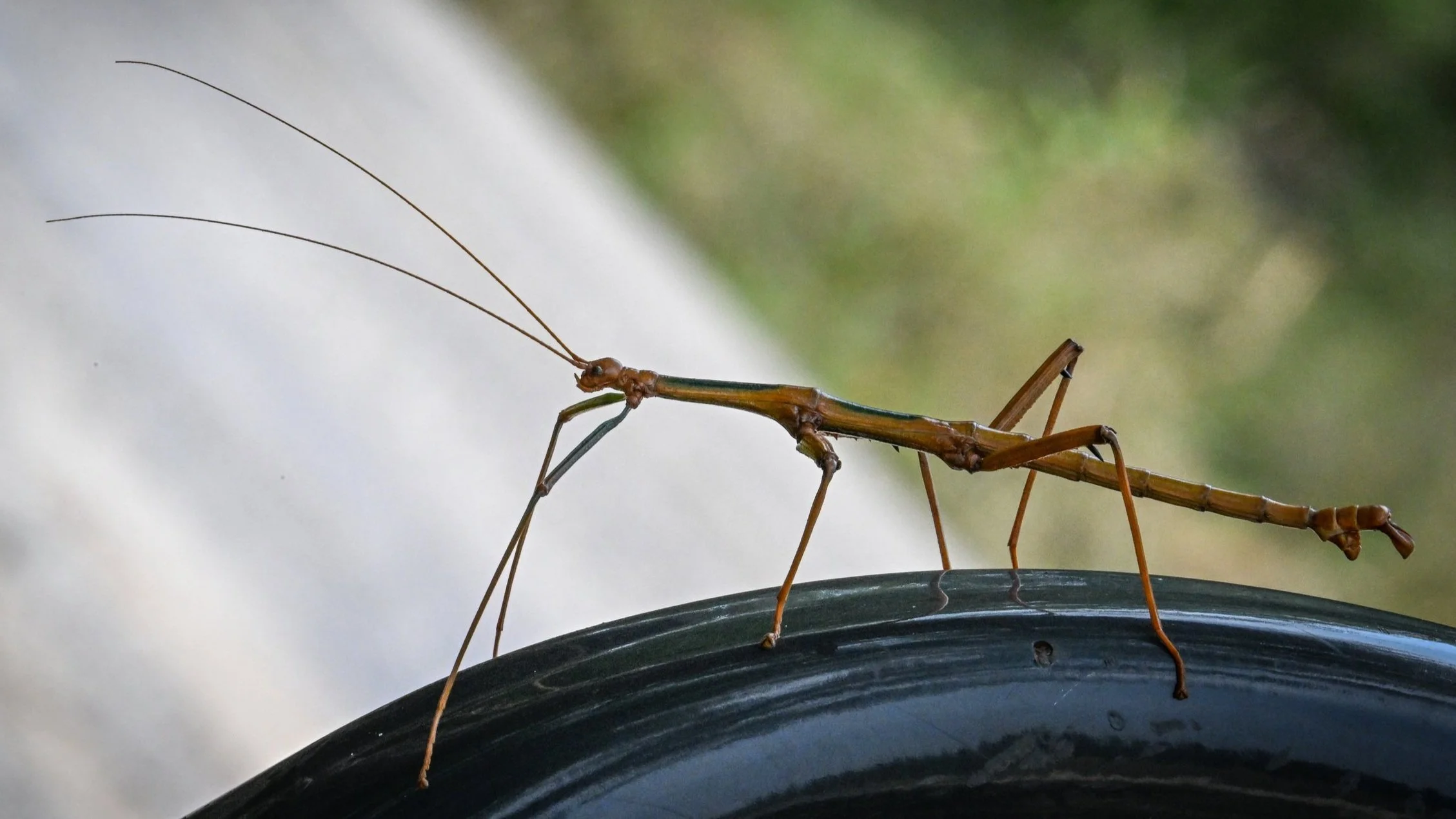 Walkingsticks — Beautiful Hays County