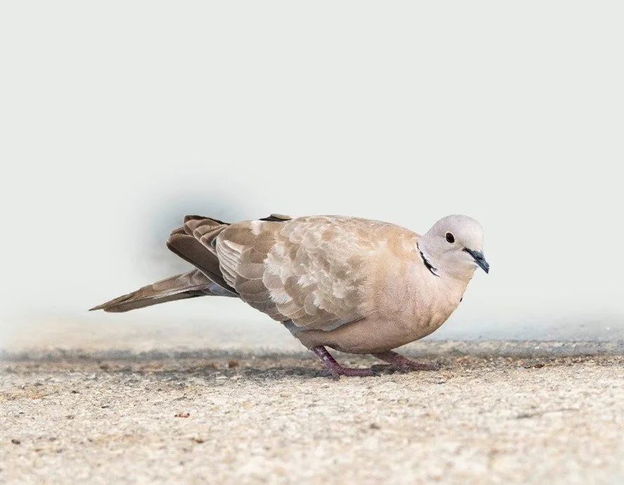 Doves of Central Texas — Beautiful Hays County