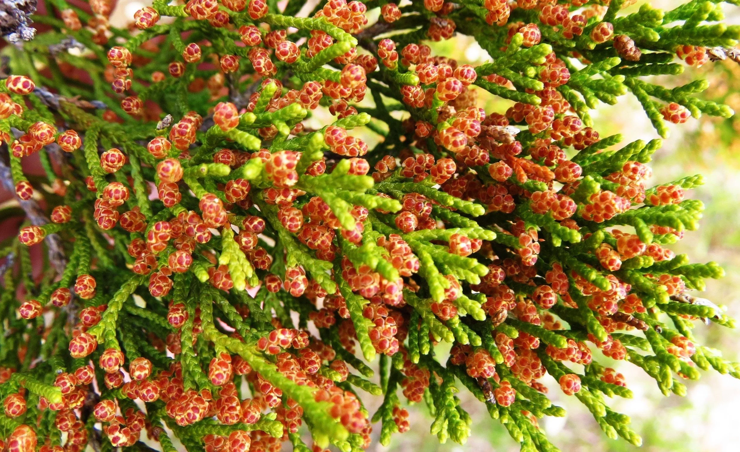 “Cedar” Trees — Beautiful Hays County