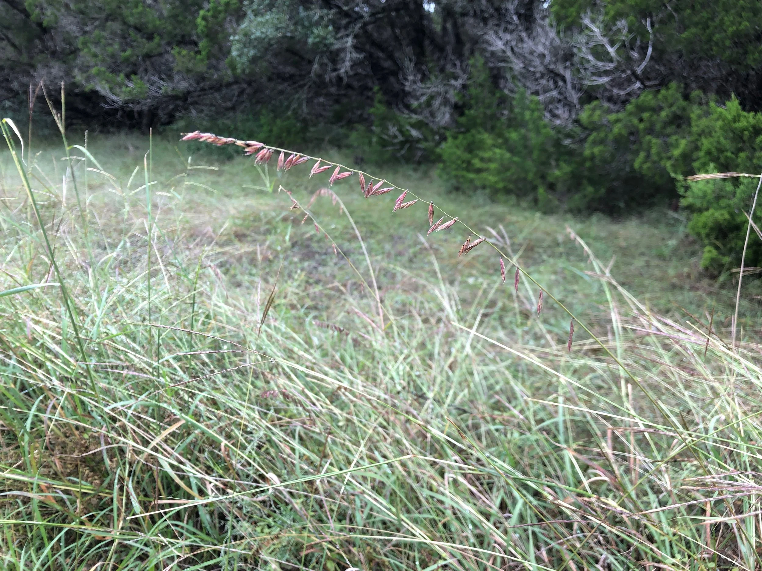 Appreciating Native Grasslands — Beautiful Hays County