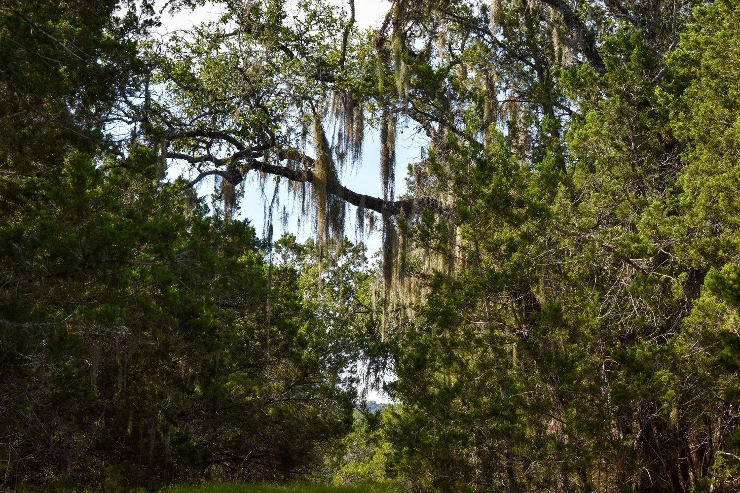 Honey Creek — Beautiful Hays County