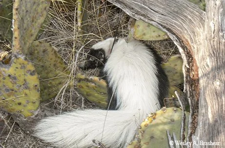 Things You May Not Know About Skunks — Beautiful Hays County