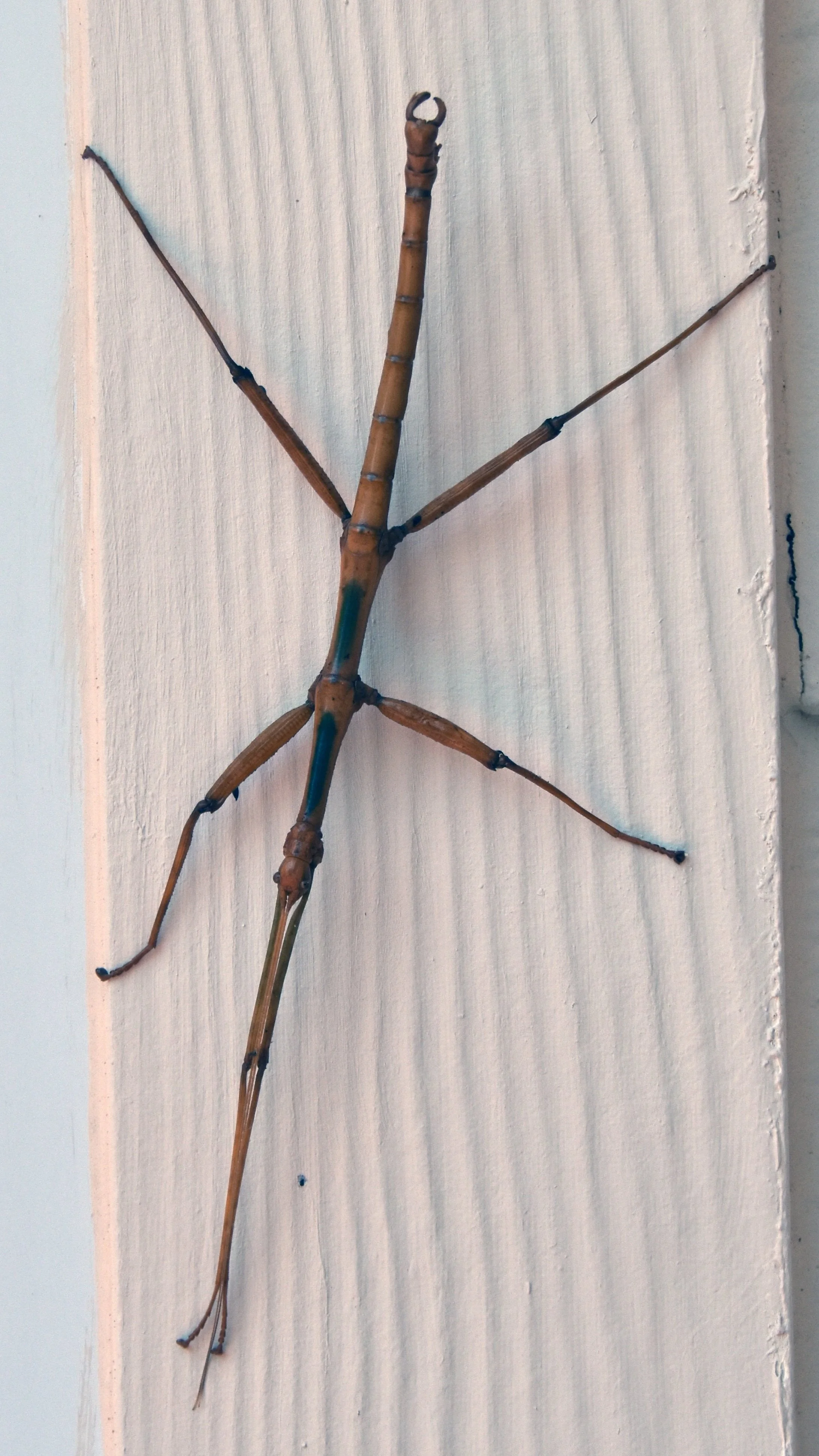 Walkingsticks — Beautiful Hays County