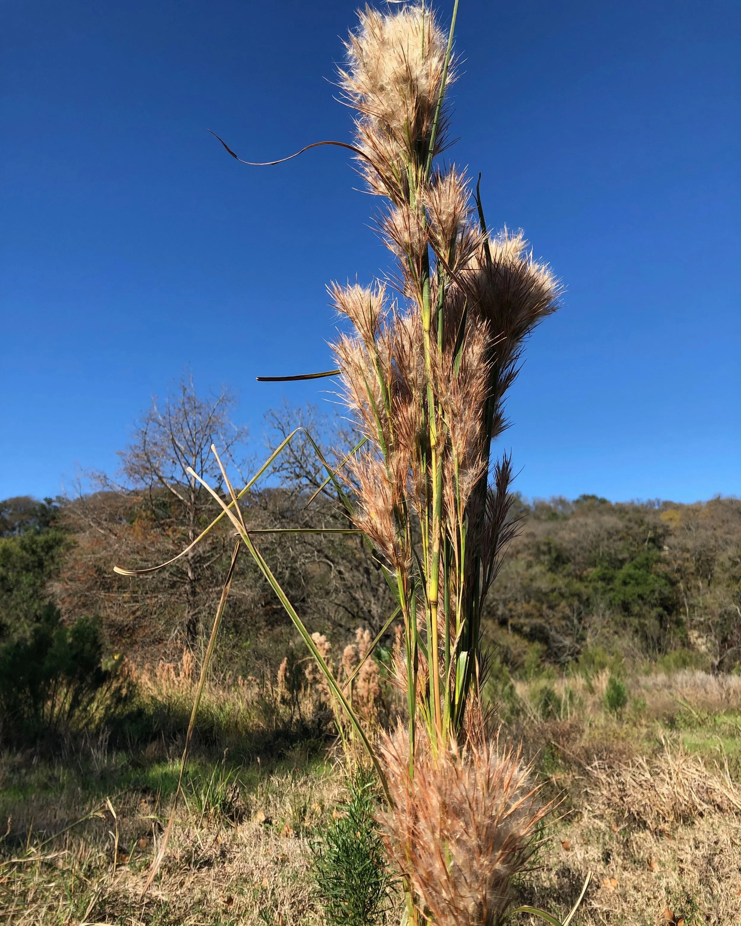 Appreciating Native Grasslands — Beautiful Hays County