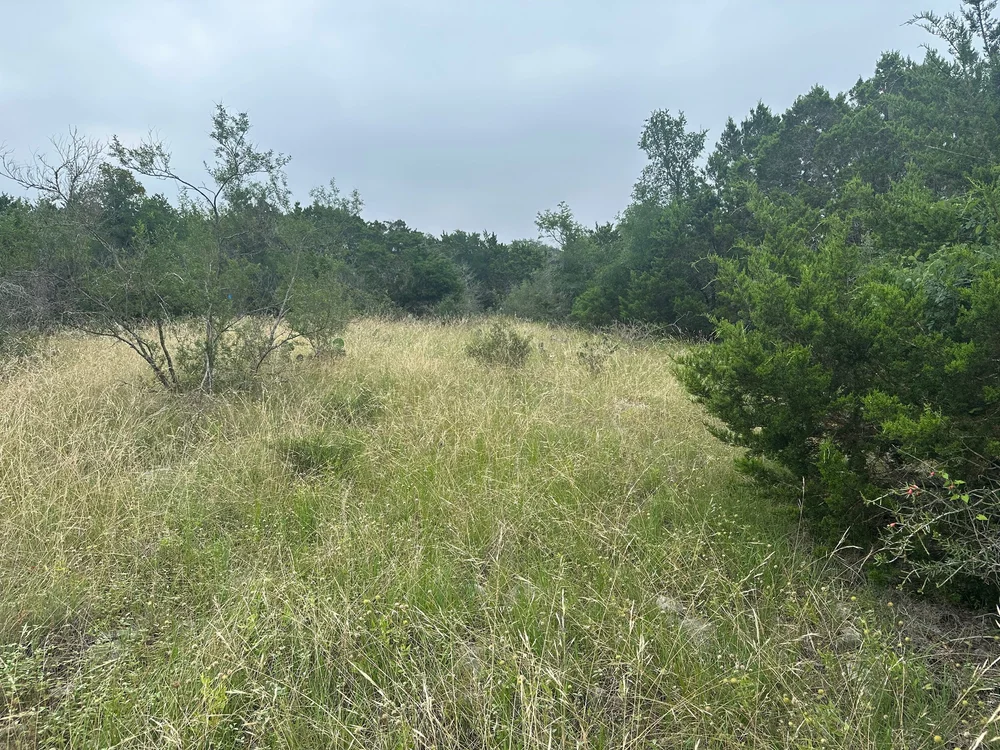 Appreciating Native Grasslands — Beautiful Hays County