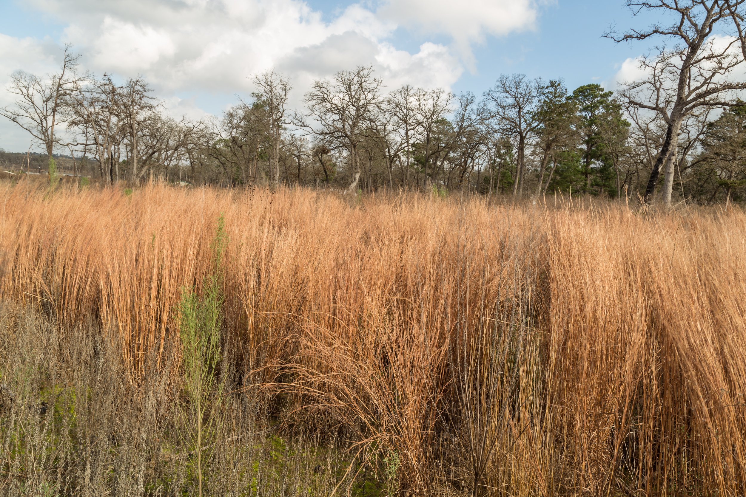 Grasses — Beautiful Hays County