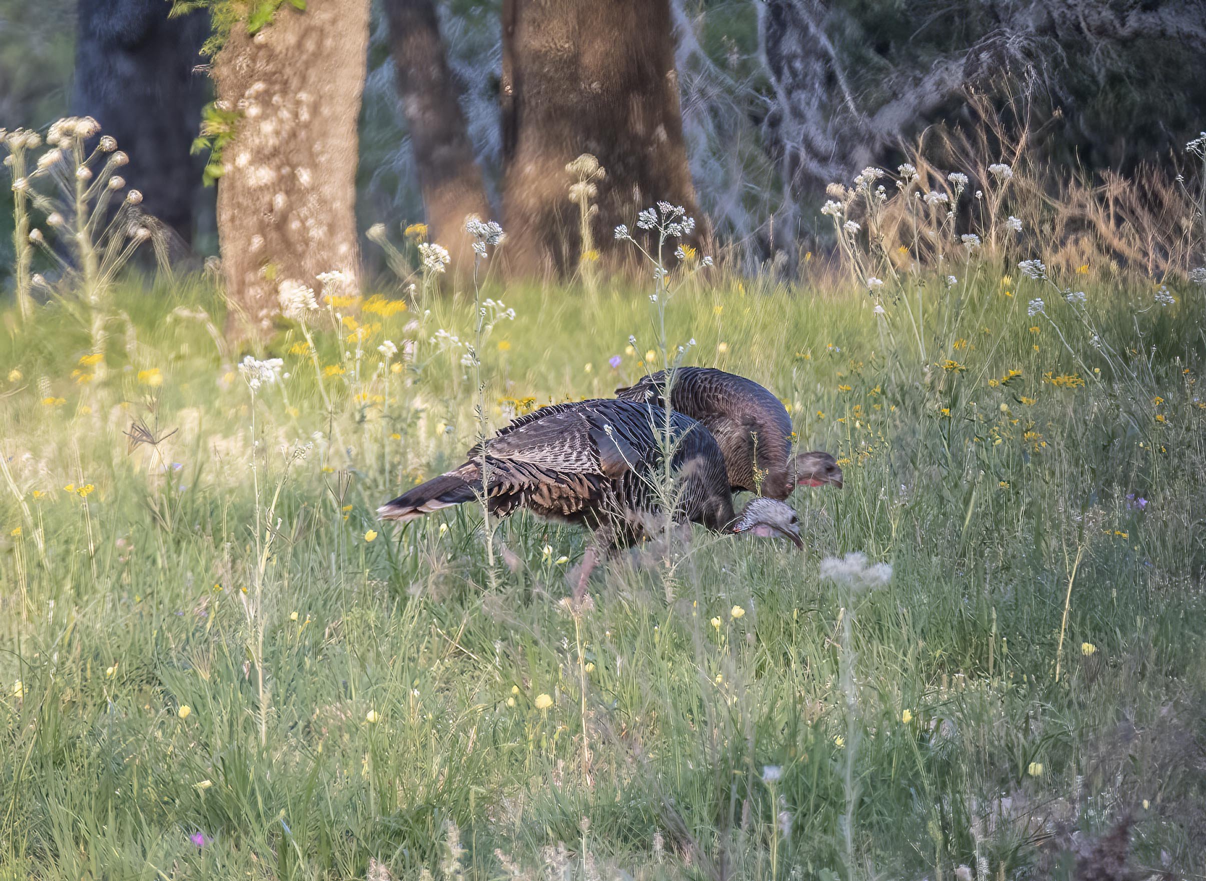 Appreciating Native Grasslands — Beautiful Hays County