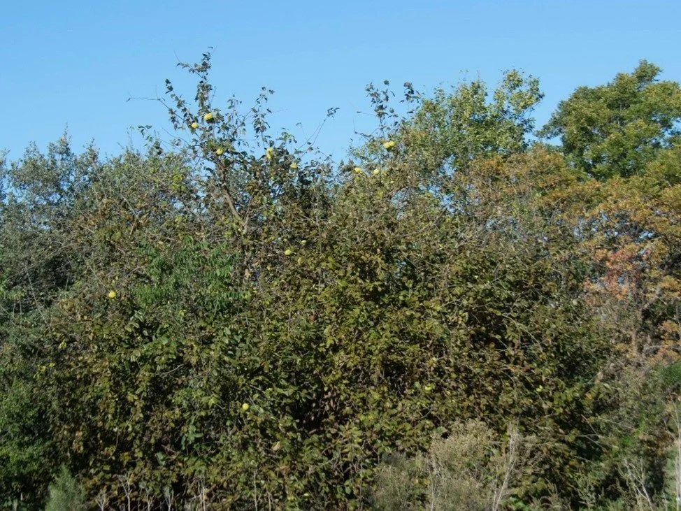 The Bois d’Arc Tree — Beautiful Hays County