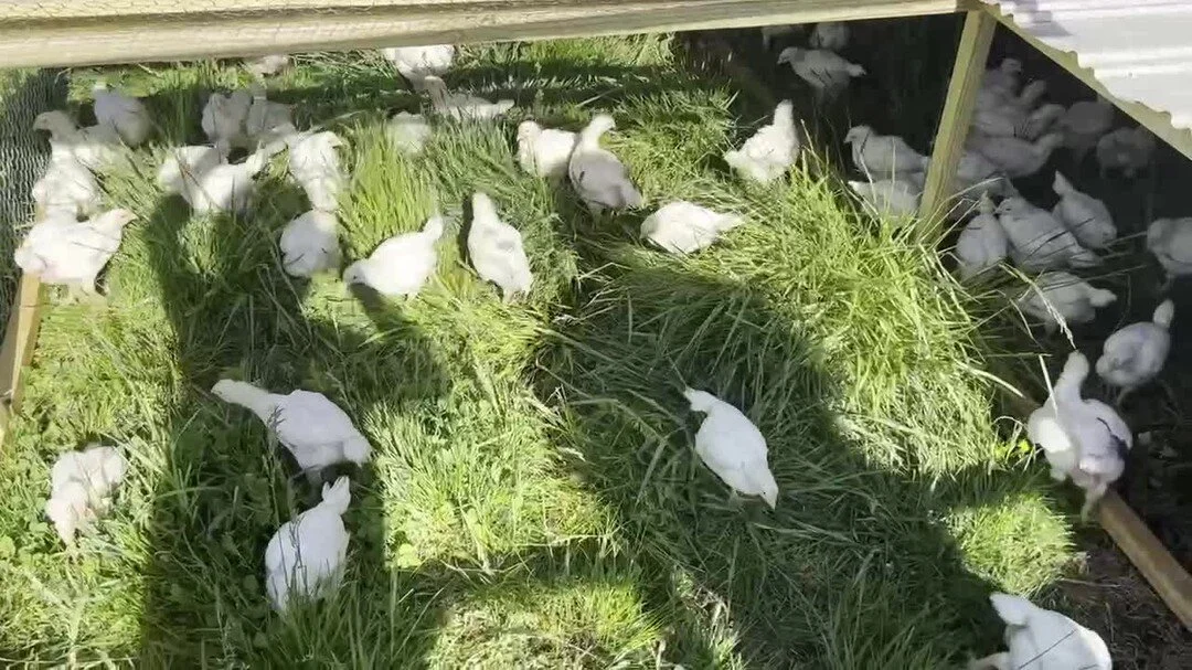 Allen Family Farms | Farm Raised Beef