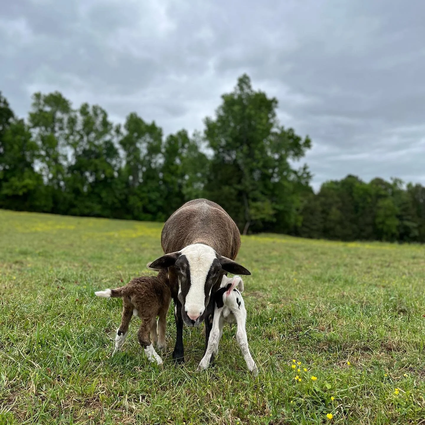 Allen Family Farms | Farm Raised Beef