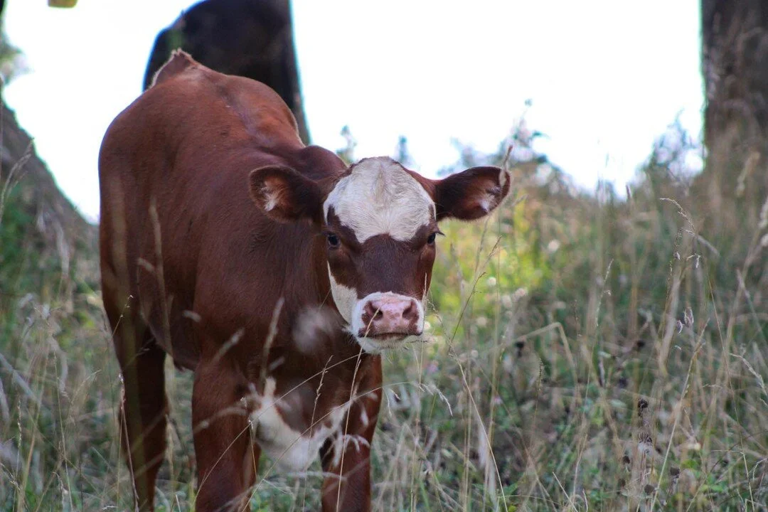 Allen Family Farms | Farm Raised Beef