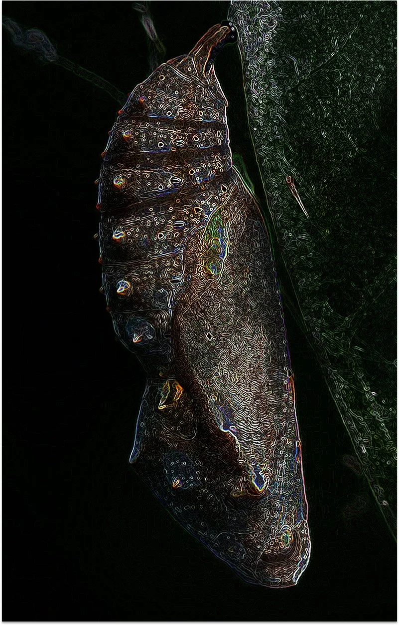 Entomophobia — HENRY MARSH