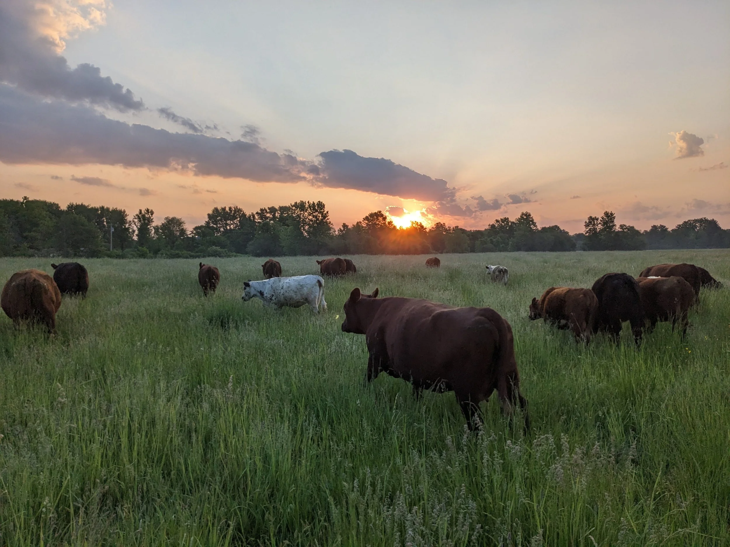 General 1 — Erba Verde Farms