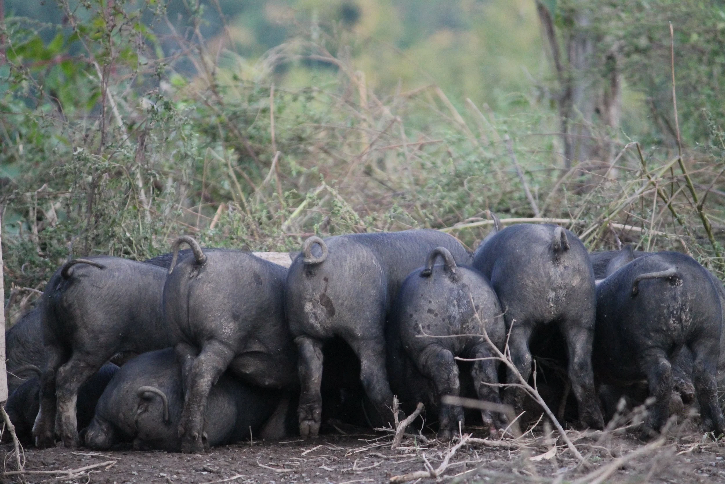 Erba Verde Farms | Grass Fed, Pasture Raised Meats