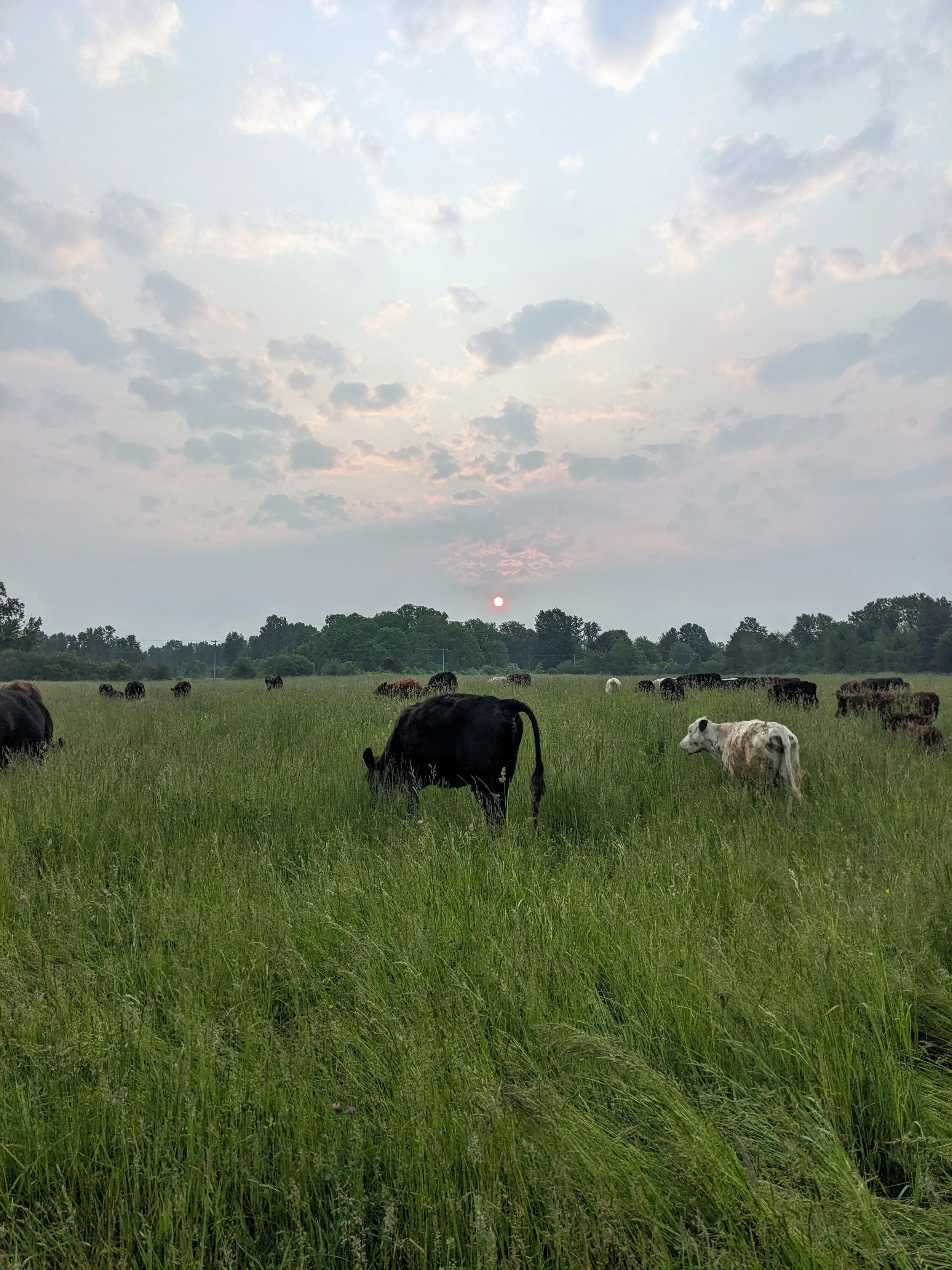 Legacy Beef Order Info — Erba Verde Farms