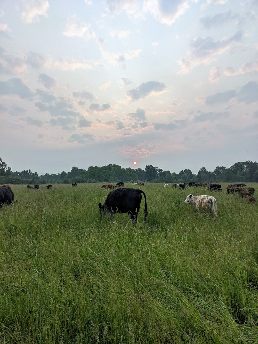 Legacy Beef Order Info — Erba Verde Farms