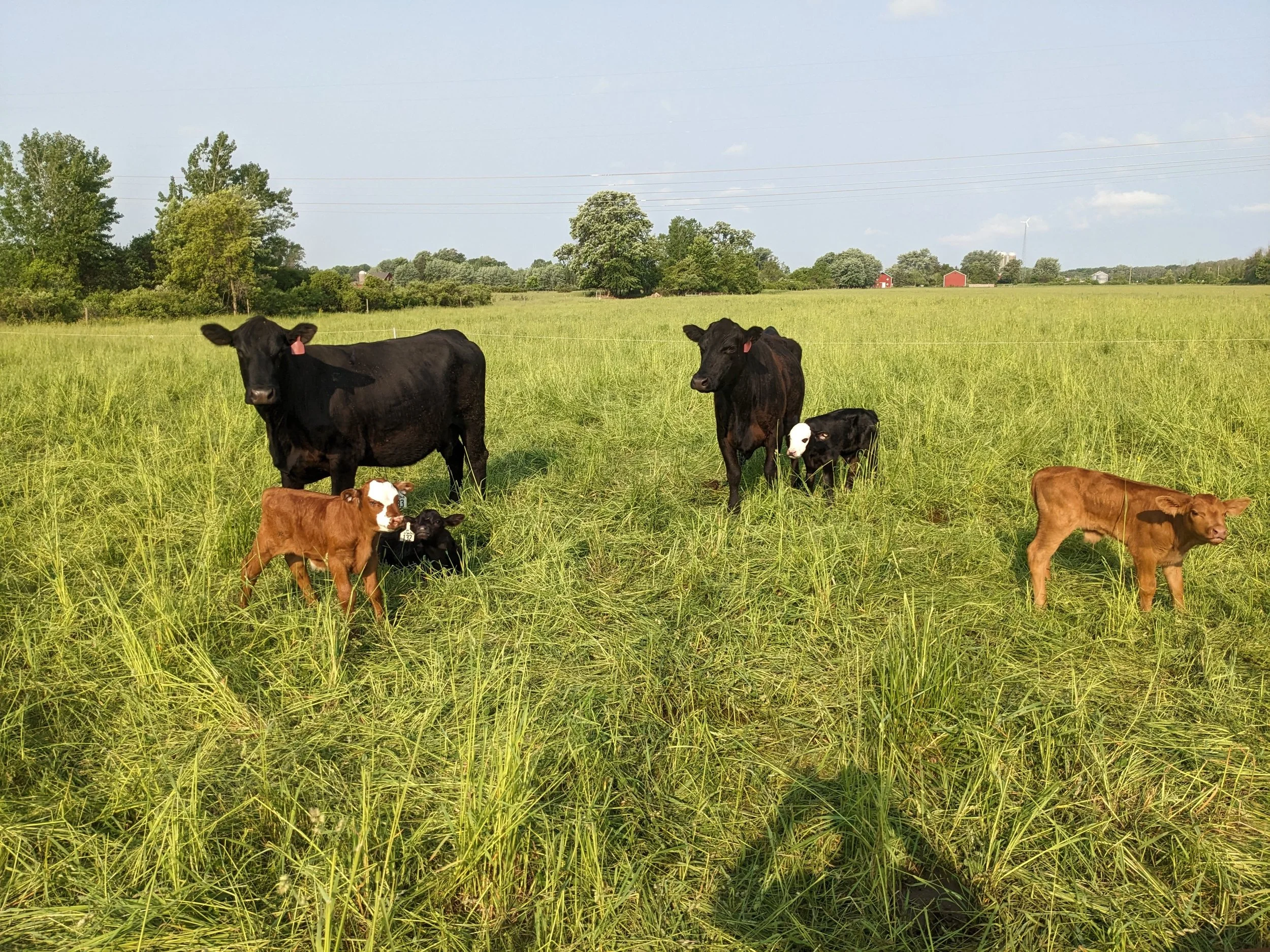 Legacy Beef Order Info — Erba Verde Farms