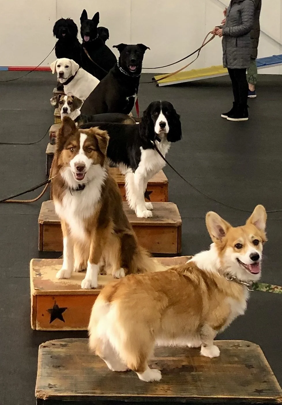 Star Dog Charlotte