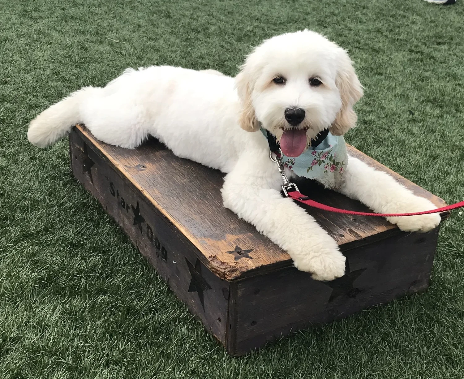 Puppy Education Program — Star Dog Charlotte